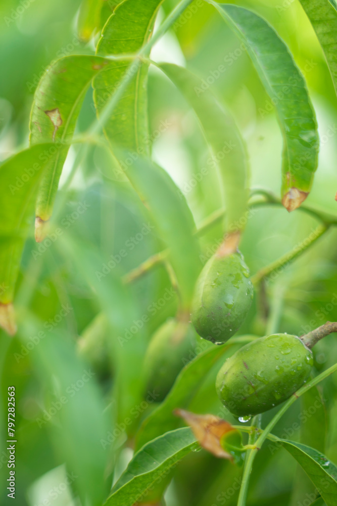 seeds, Spondias dulcis can be eaten fresh; Spondias dulcis is thick ...