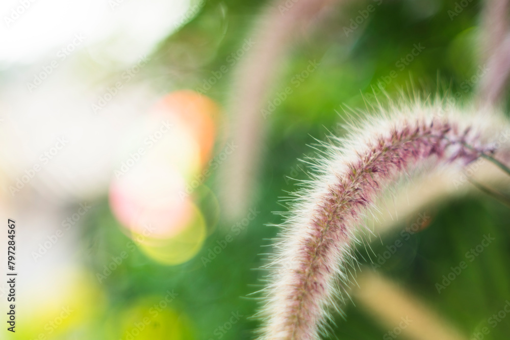 These small flowers Pennisetum purpureum combine to form more complex ...