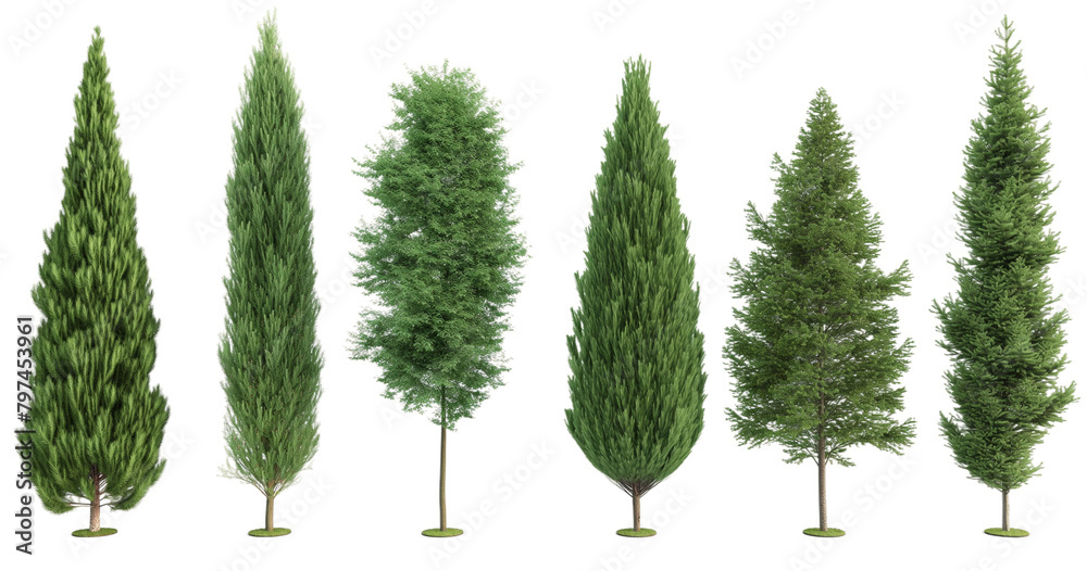 Different types of cypress trees isolated transparent background PNG ...