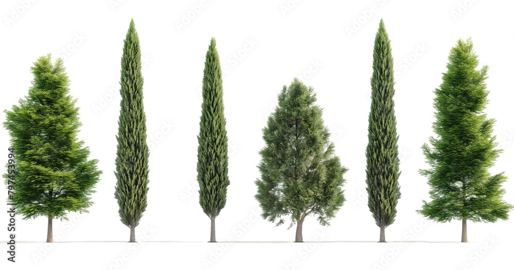 Different types of cypress trees isolated transparent background PNG ...