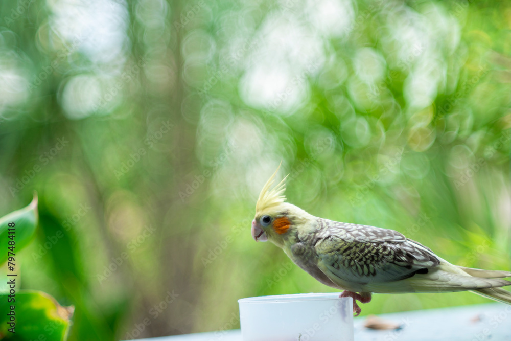 Cockatiel Nymphicus with common coloring (grey body with yellow head ...