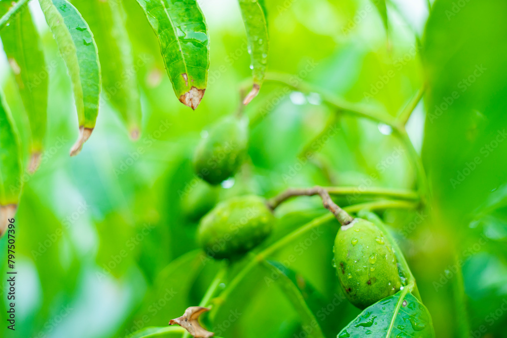Spondias dulcis is a tropical woody plant with edible fruit and fibrous ...