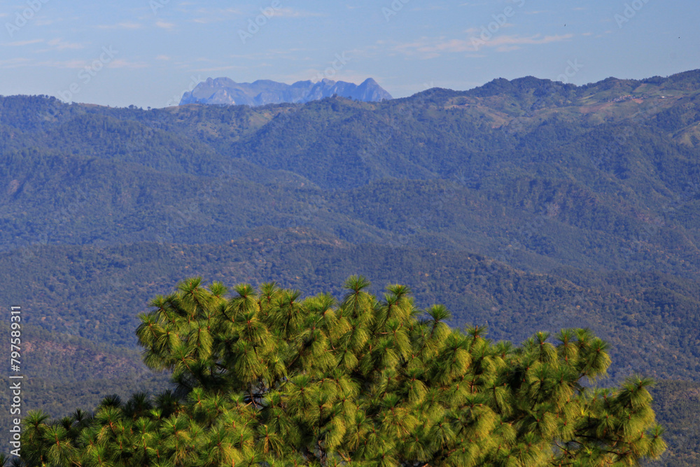 Beautiful Scenery of Pinus kesiya forest at Doi Luang Chiang Dao in ...