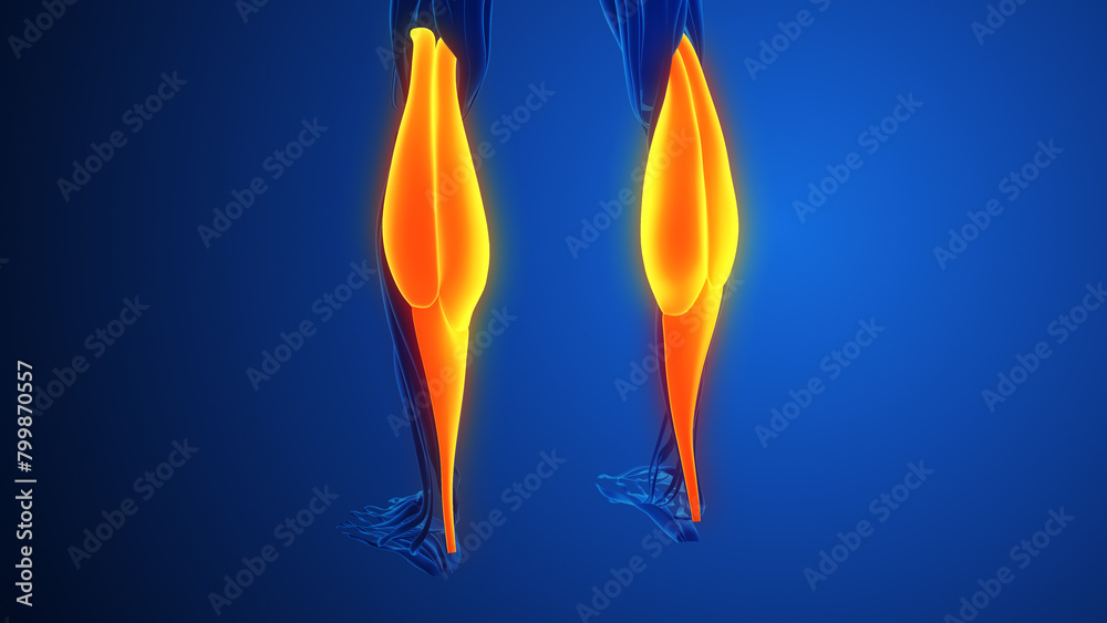 Pain and injury in the Gastrocnemius Muscles Stock Illustration | Adobe ...