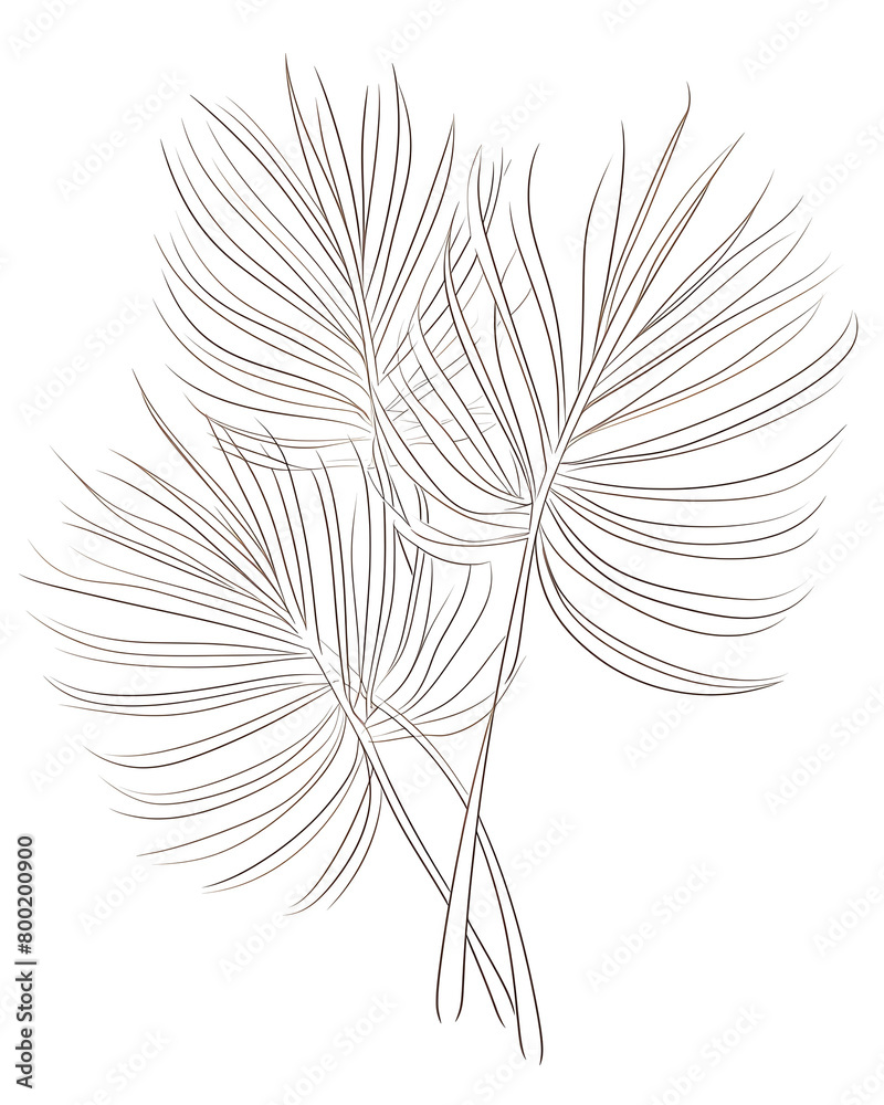 Bismarck palm, Hand drawn wedding card Stock Illustration | Adobe Stock