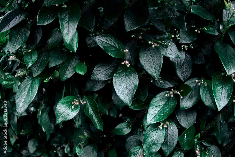 Green leaves of evergreen bush close up as dark floral botanical ...