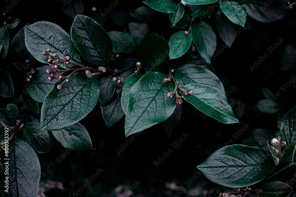 Green leaves of evergreen bush close up as dark floral botanical ...