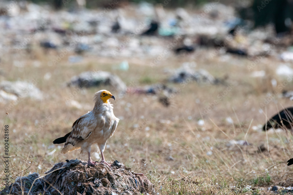 Egyptian vultures are the scavengers who helps in keeping the ecosystem ...