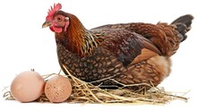 Modern Chick And Egg Free Stock Photo - Public Domain Pictures