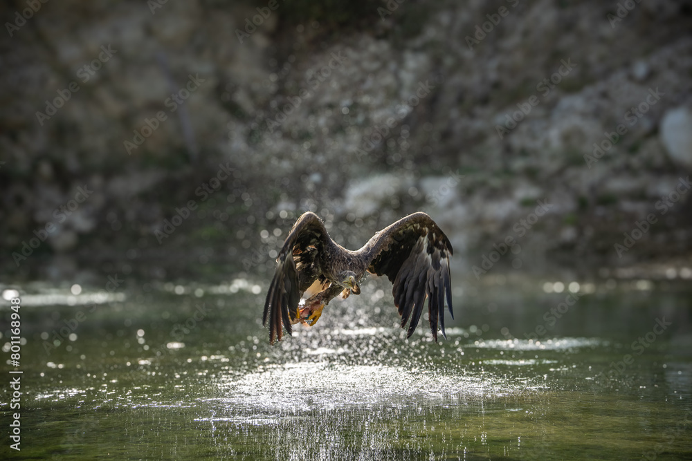Foto de Stock White Tailed Eagle (Haliaeetus albicilla) in flight. Also ...
