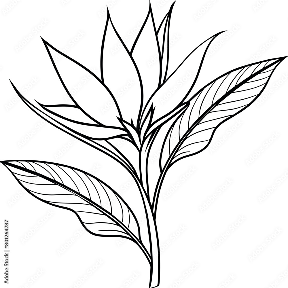 Bird of Paradise flower plant outline illustration coloring book page ...