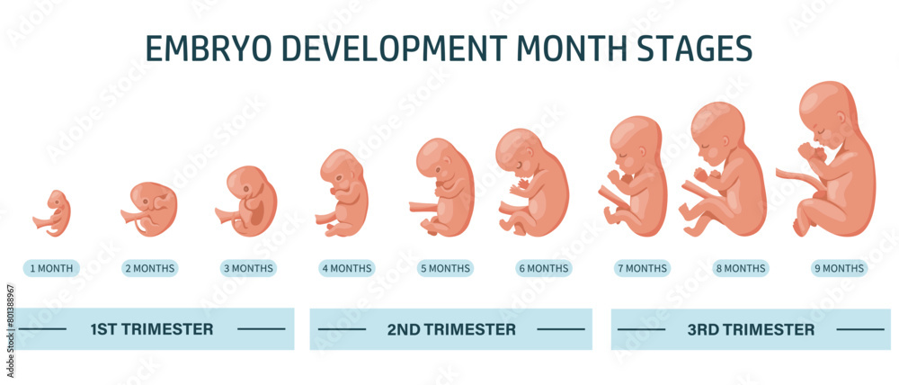 Embryo in the womb, set. Development and growth of the fetus at ...