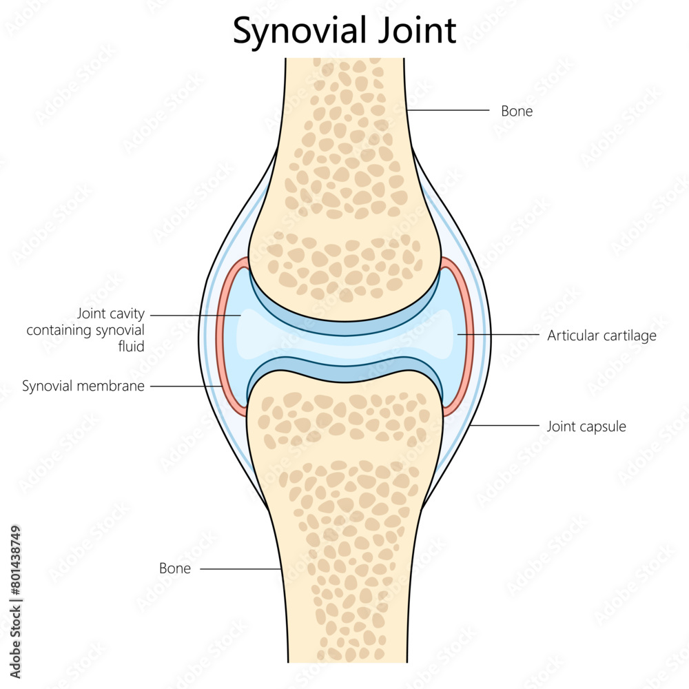 Human synovial joint structure diagram hand drawn schematic vector ...