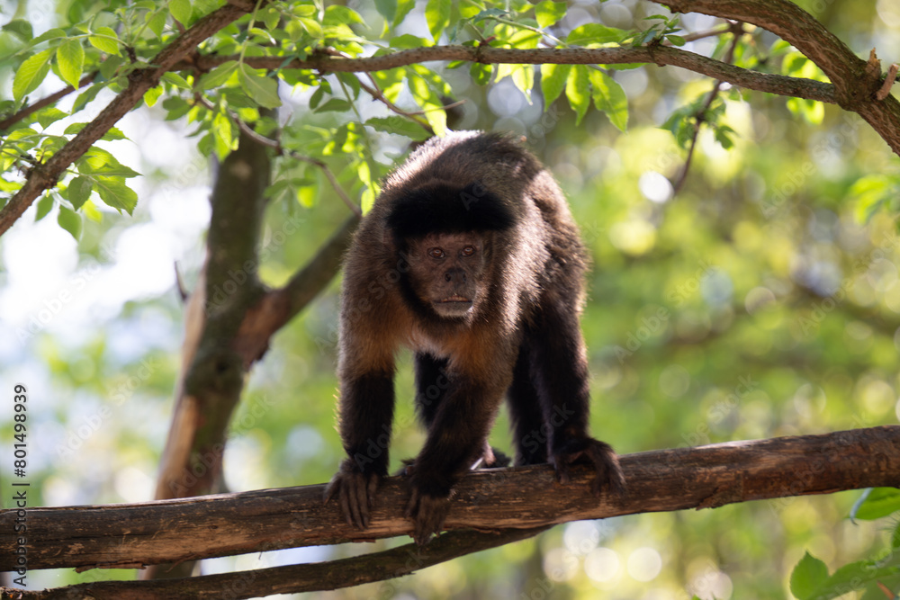 CAPUCHIN MONKEY SAPAJUS APELLA Stock Photo | Adobe Stock