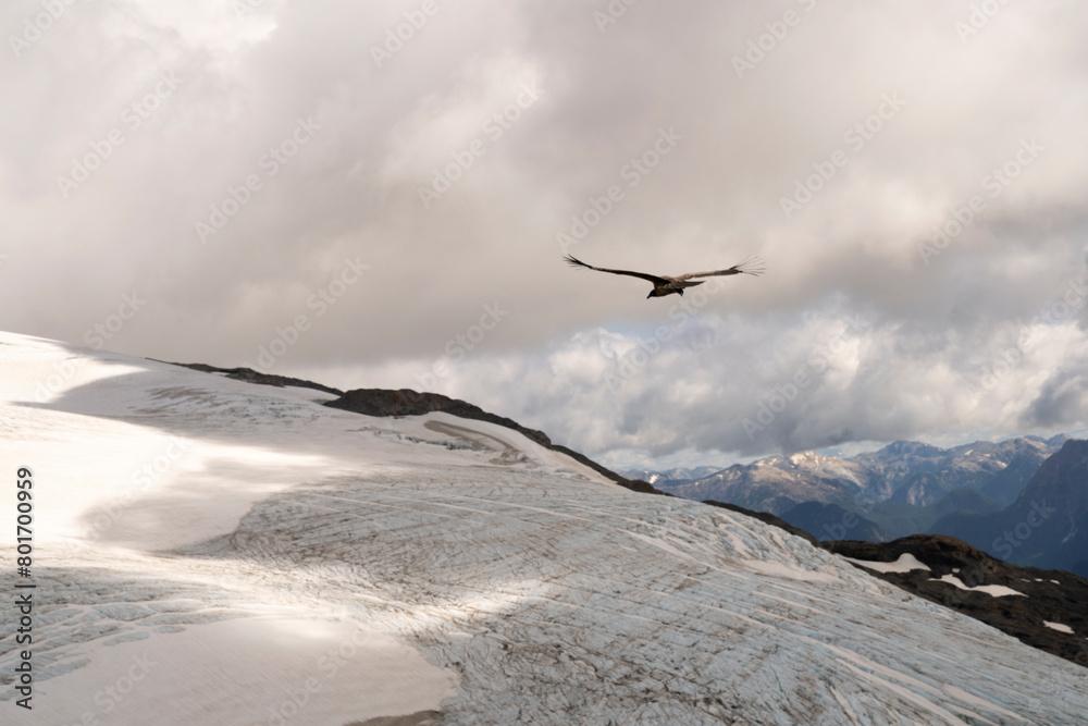 Foto de Stock View of an Andean condor, Vultur gryphus, flying over ...