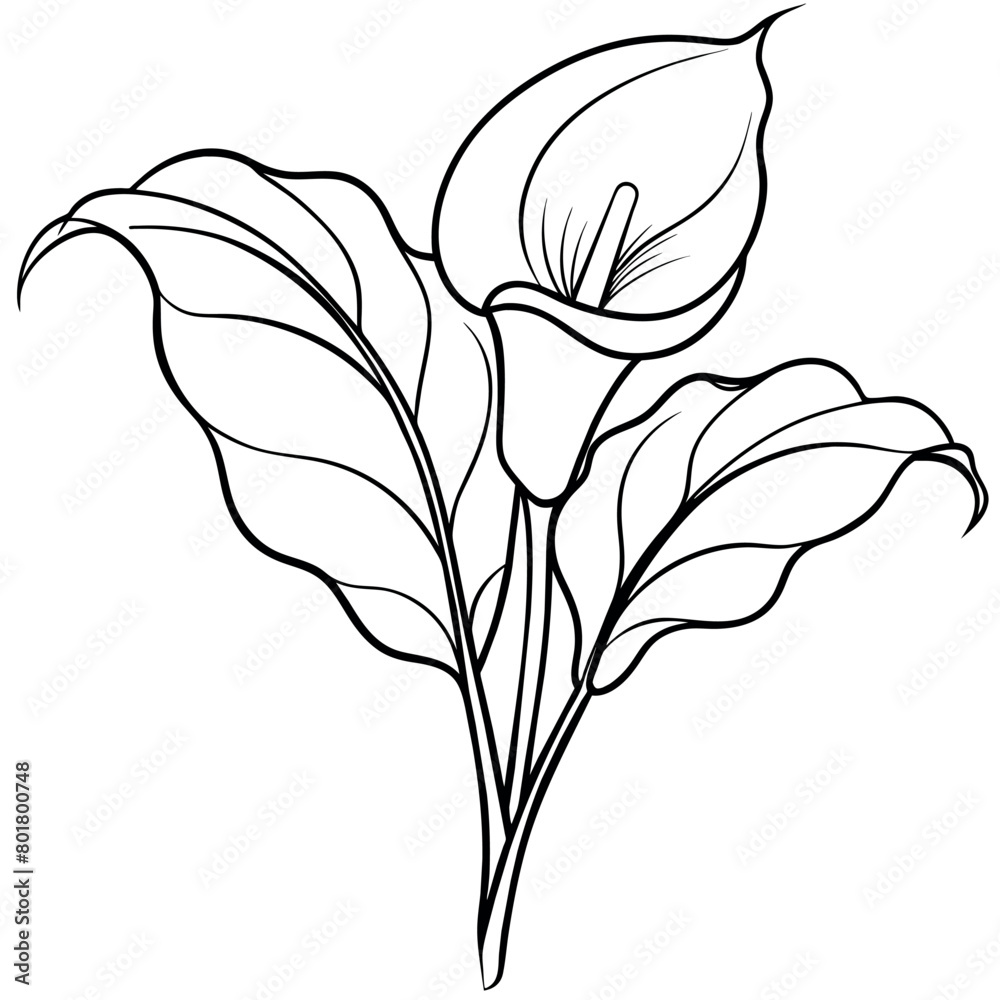 Calla Lily flower plant outline illustration coloring book page design ...