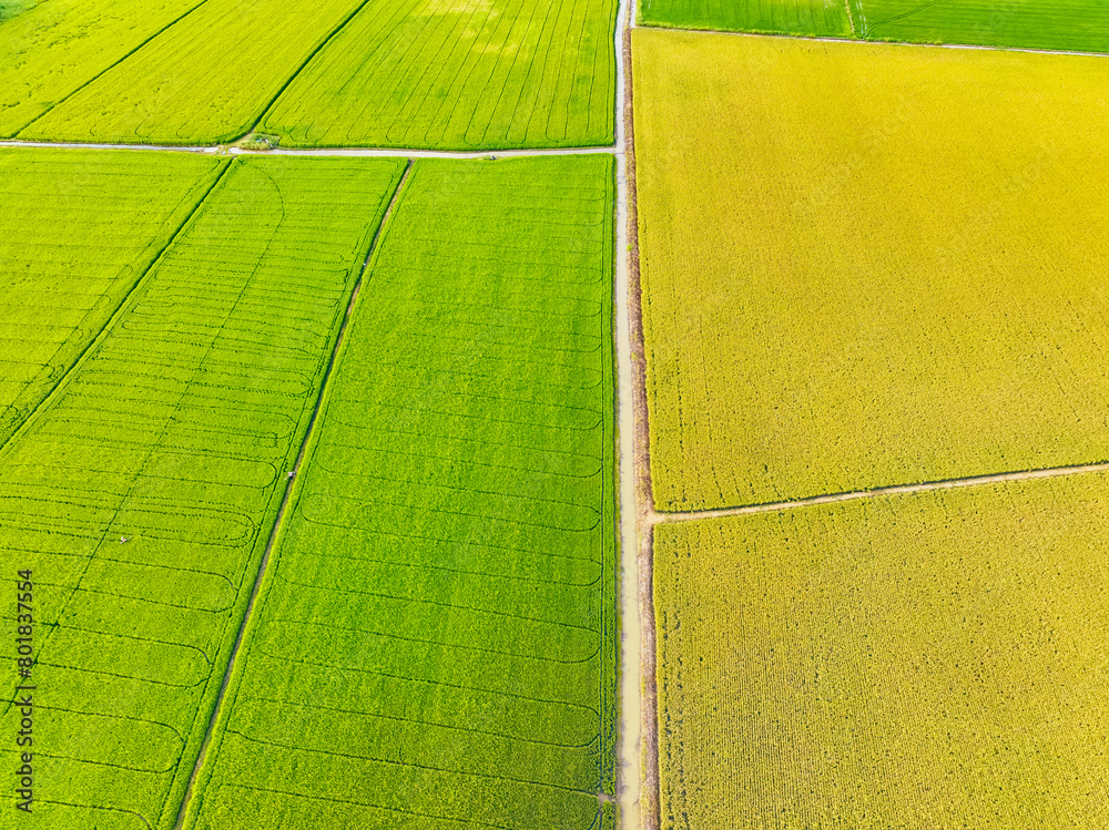 Aerial view of green and yellow rice fields. Sustainable agriculture ...