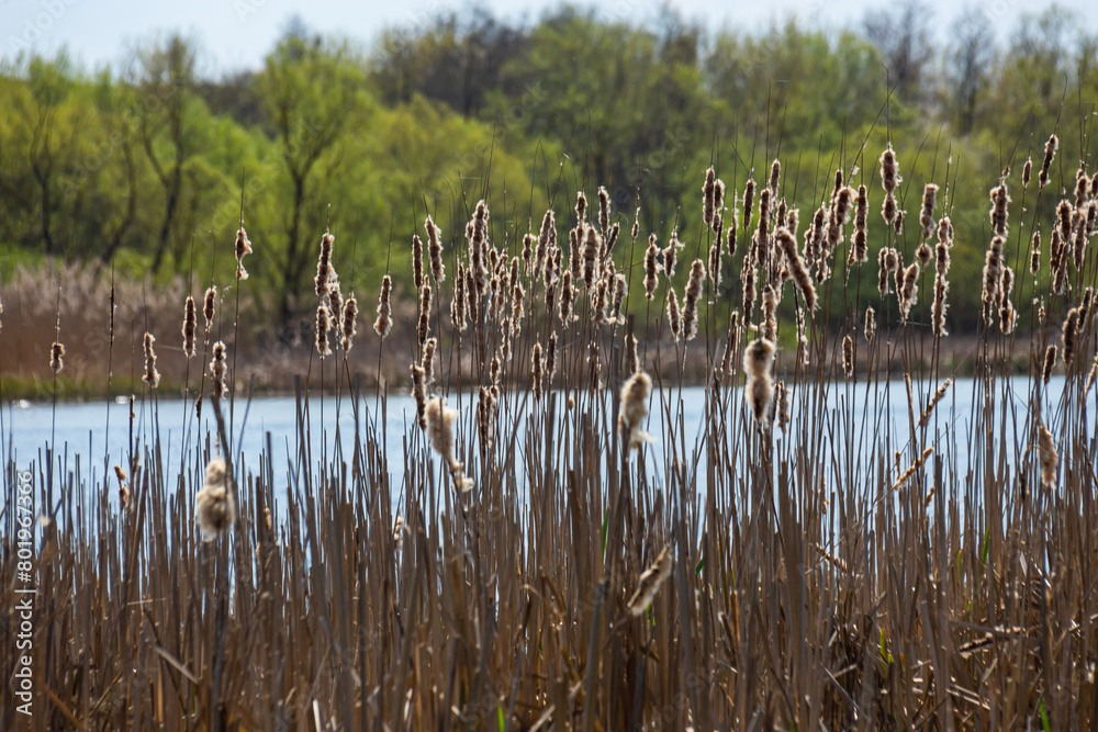 Cattails bulrush Typha latifolia beside river. Closeup of blooming ...