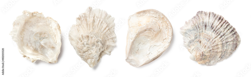 set of four European oyster shells (ostrea edulis) isolated over a ...