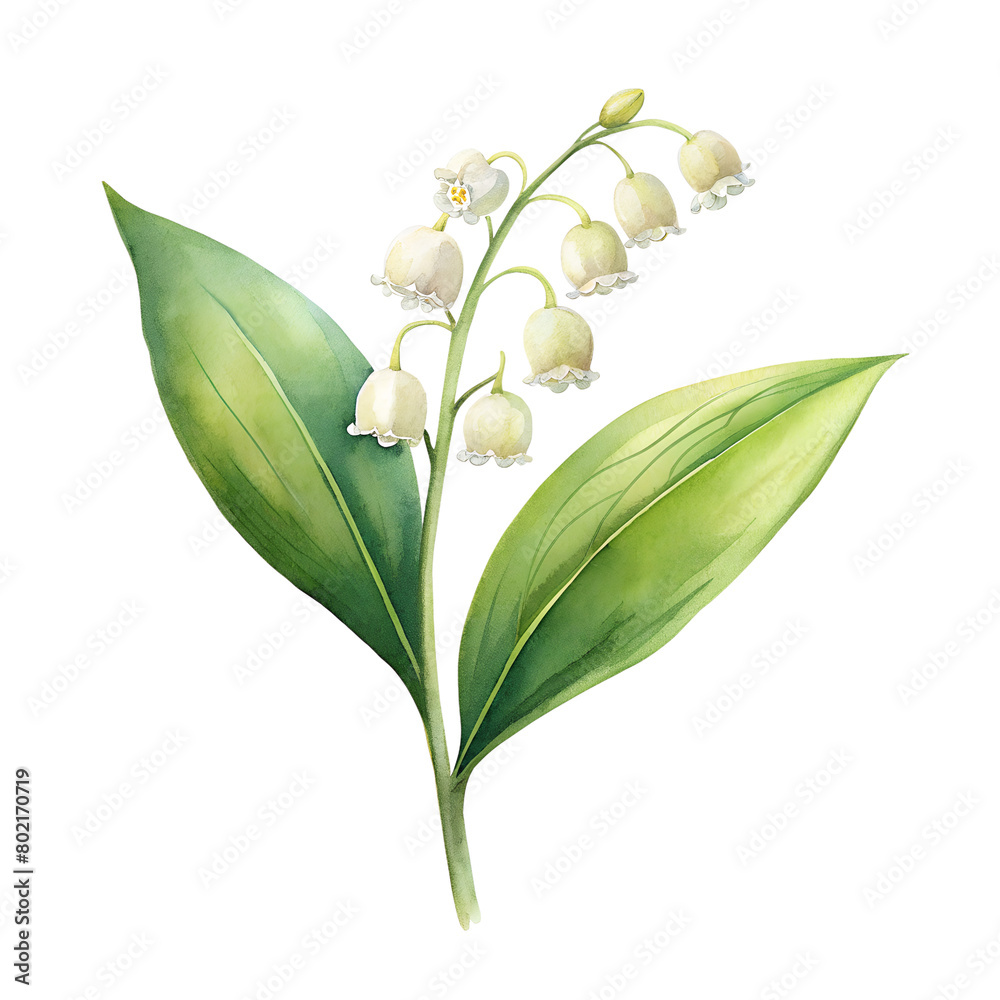 Watercolor Birth Month May Flower Lily of the Valley Clipart on ...