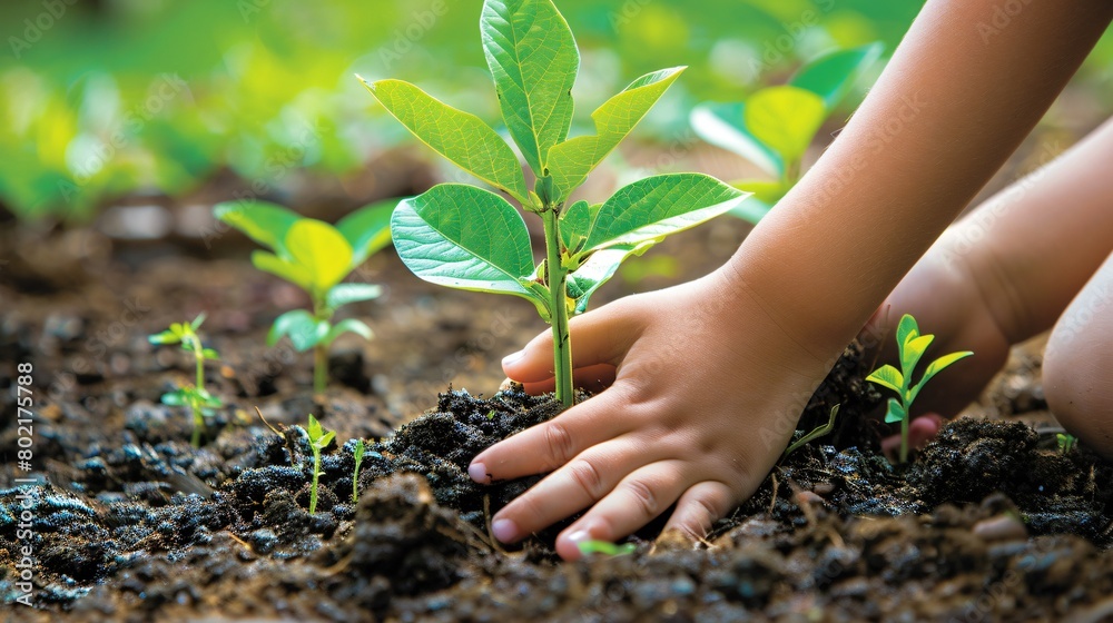 Seedlings of Tomorrow. A child's hands tenderly plant a young sapling ...