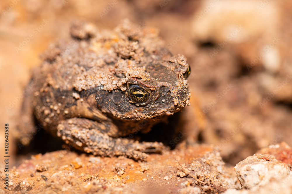 The cane toad, also known as the giant neotropical toad or marine toad ...