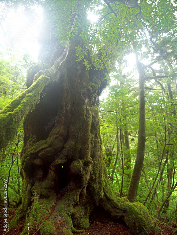 Buddhasugi Giant old moss covered yakusugi cedar tree with burls and ...