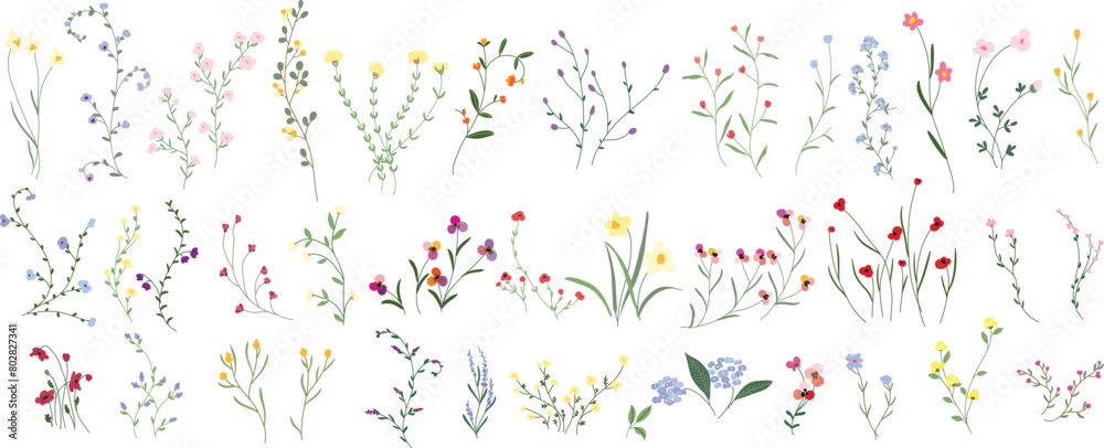 Hand drawn arrangements with small flower. Botanical illustration ...