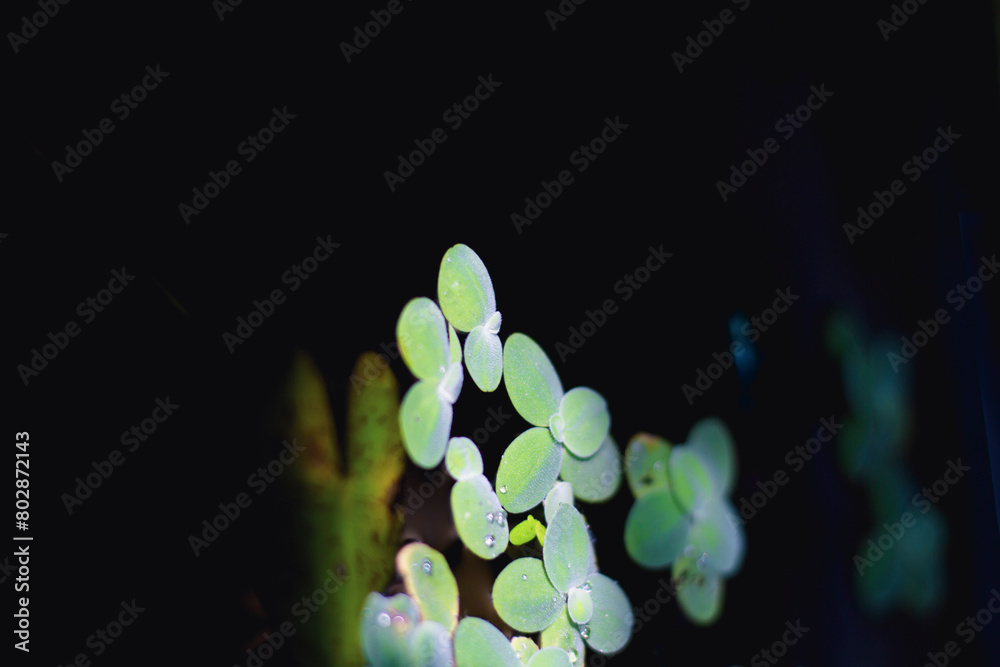 Lemna minoral so known as Lemna minorhas great nutritional value, lipid ...