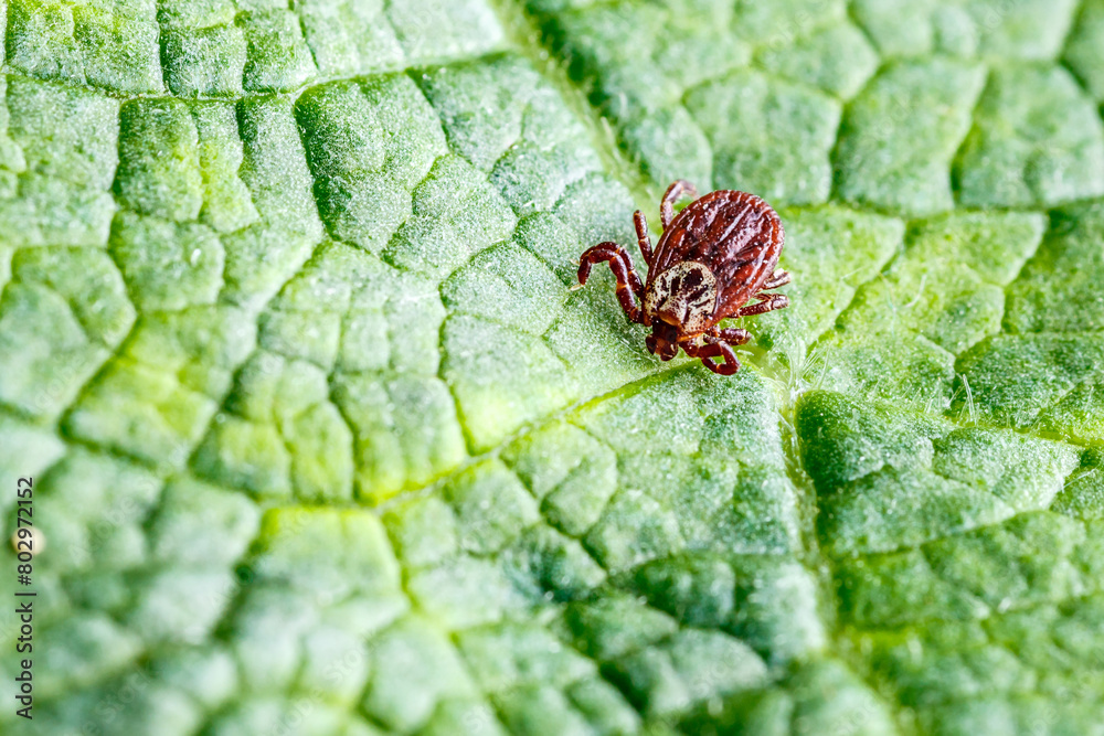 Dermacentor Reticulatus On Green Leaf.Family Ixodidae.Carrier of ...