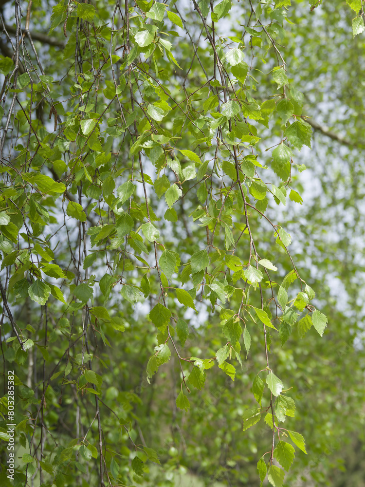 (Betula pendula) European white birch tree with pendulous slender twigs ...