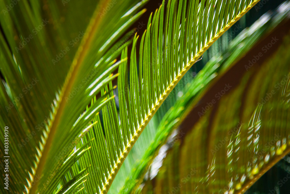 Hojas de Cycas revoluta, palma sago, king sago, la cica, palma de ...