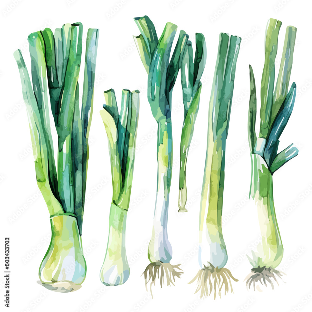 Watercolor Illustration vector of leek, isolated on a white background ...