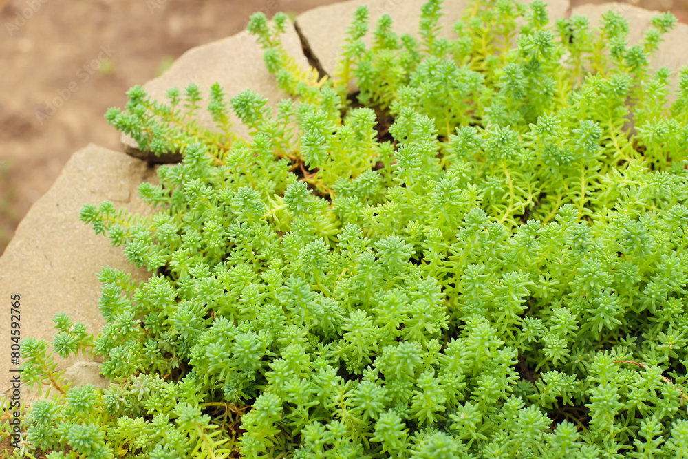 stonecrop sedum texture background and stone. small green succulent ...