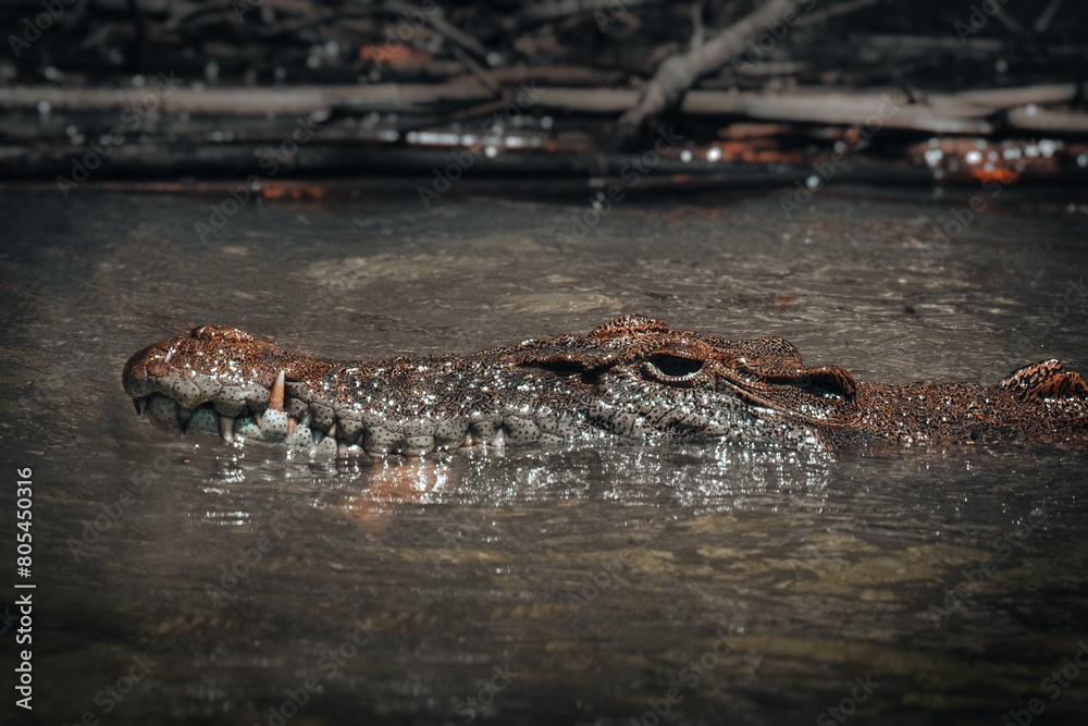 Crocodile emerging from water at Daintree River, Daintree Rainforest ...