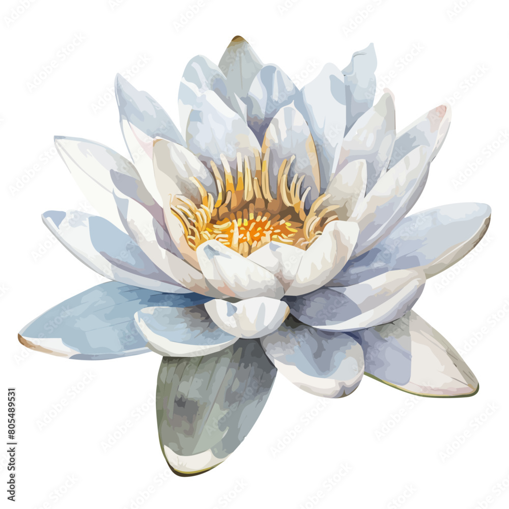 Watercolor vector of a white lotus, isolated on a white background ...