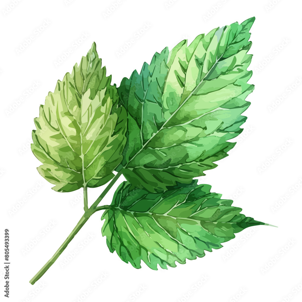 Watercolor drawing clipart of Nettle Plant (urtica dioica), isolated on ...