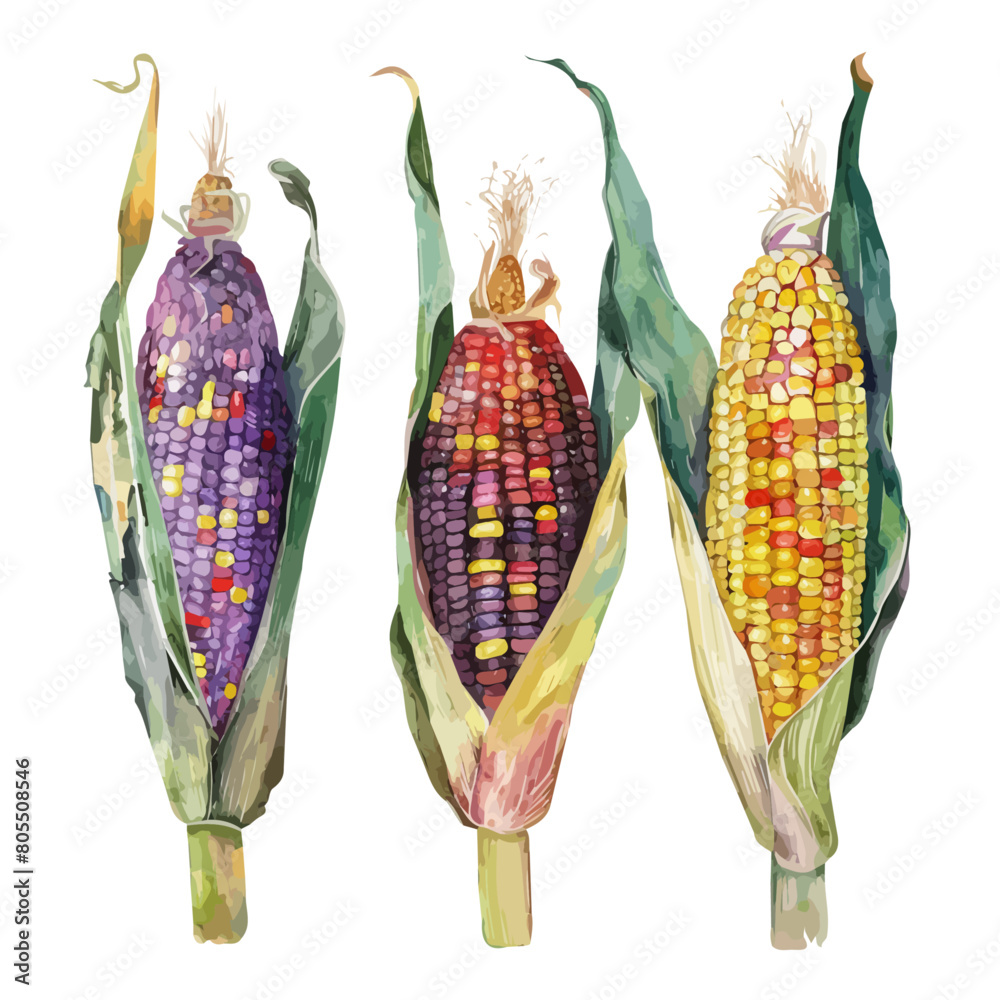 Watercolor painting of corn, maize set, isolated on a white background ...