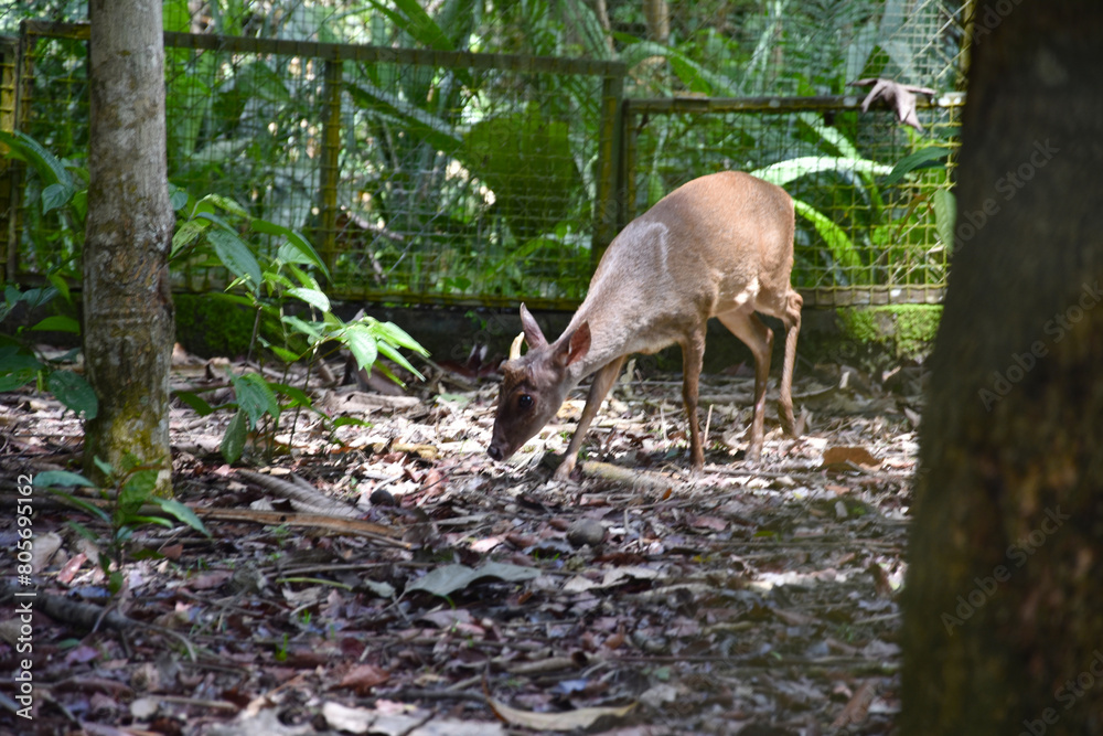 Fundação Zoobotânica de Marabá/PA, Brasil. Zoobotanical Foundation of ...