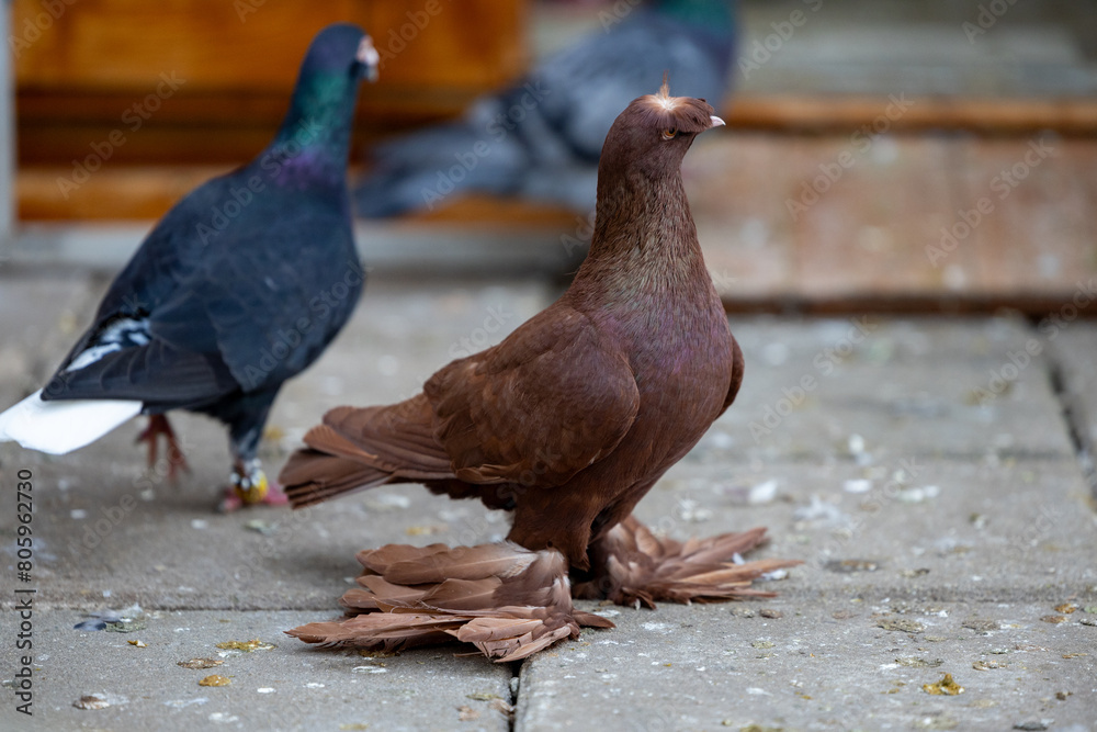 Taubenvoliere mit Stadttauben und Zuchttauben Stock Photo | Adobe Stock