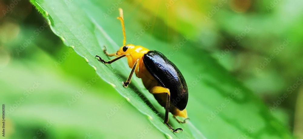 Aulacophora is a beetle in the family. Chrysomelidae Or commonly known ...