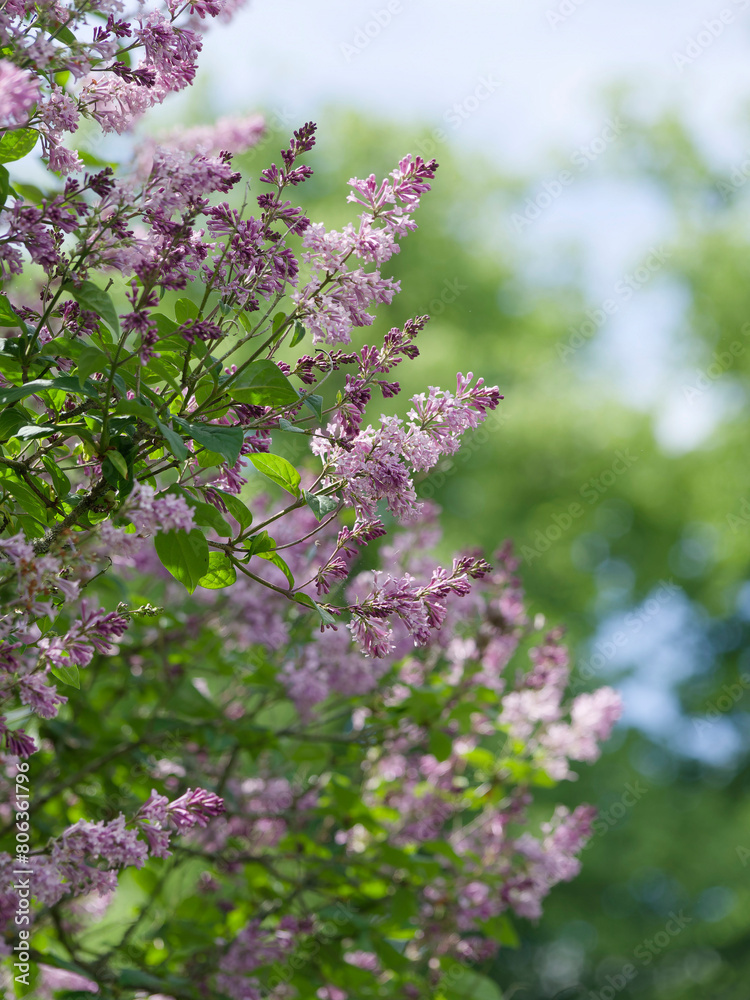 Hungarian lilac tree or Lady Josika's lilac (Syringa josikaea ...