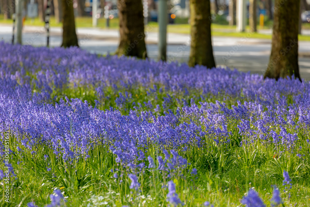 Spanish bluebell growing along the roadside, Hyacinthoides hispanica ...
