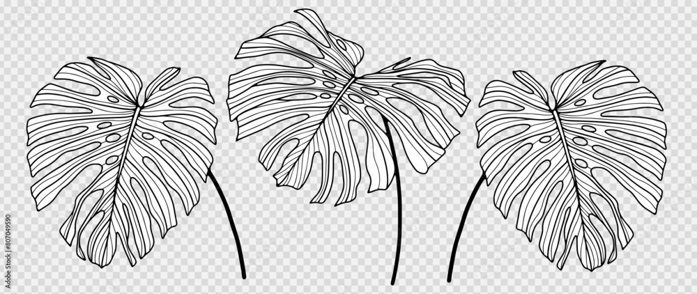 Three beautiful black and white monstera leaves isolated on a ...