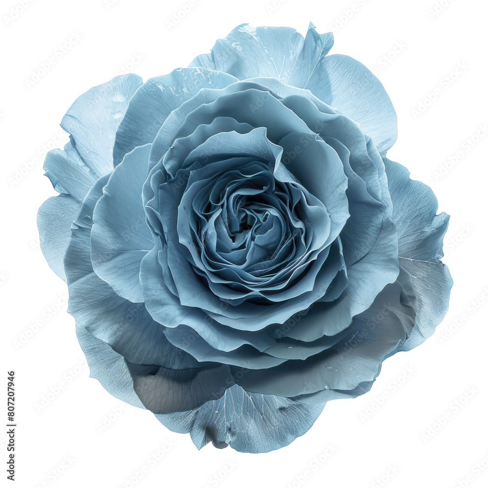single petal blue rose flower isolated on transparent or white ...