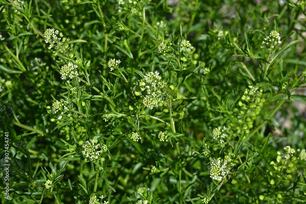 Virginia pepper weed (Lepidium virginicum) flowers. Brassicaceae weeds ...
