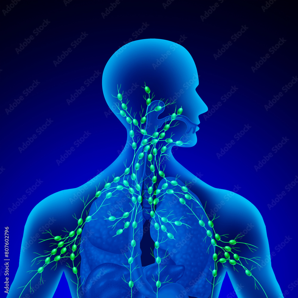 Human Lymph Nodes as a gland of the Lymphatic system concept and immune ...