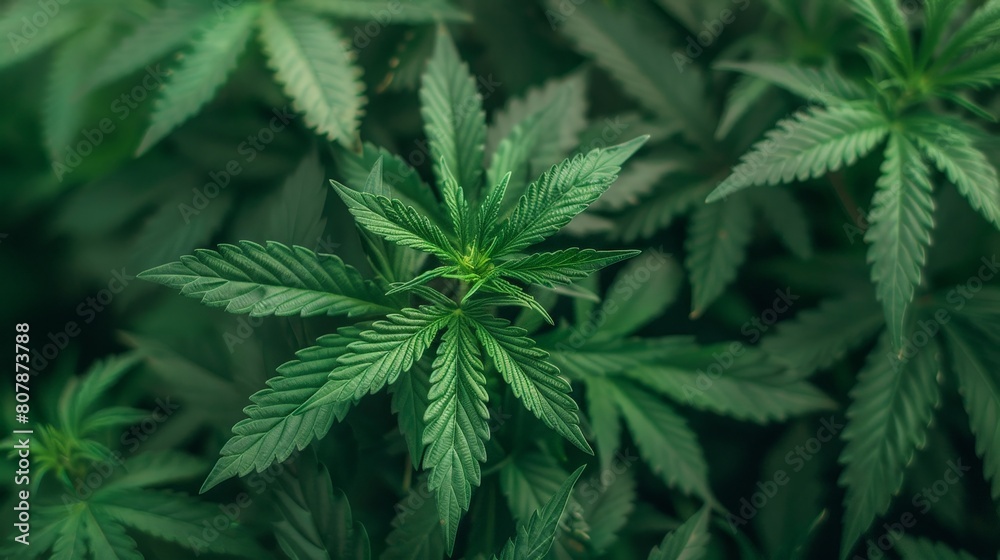 healthy marijuana plant, showcasing the vibrant green leaves, mature ...