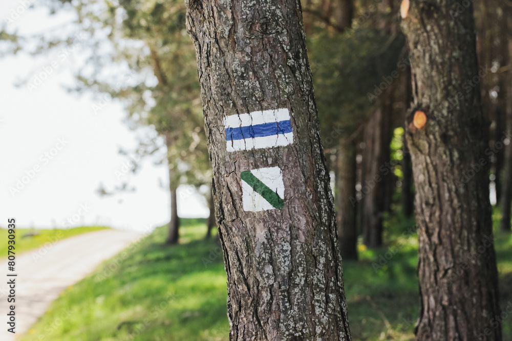 Walking trail background. Blue forest path. Brown tree trunk. Guide ...