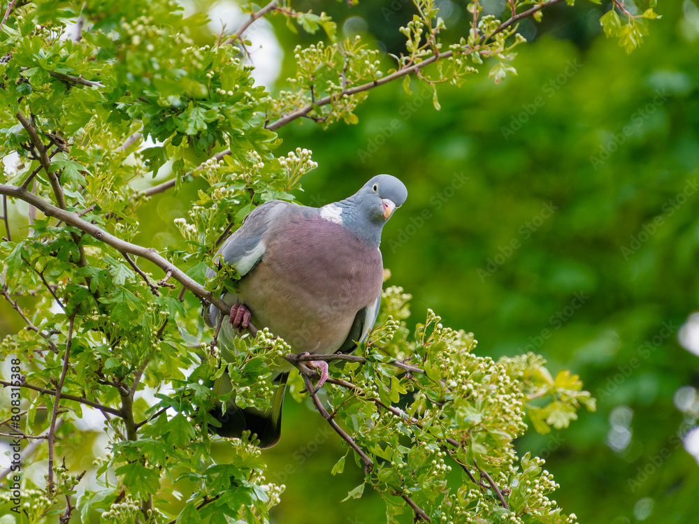 Columba palumbus or Common wood pigeon in a tree. Eating the new spring ...